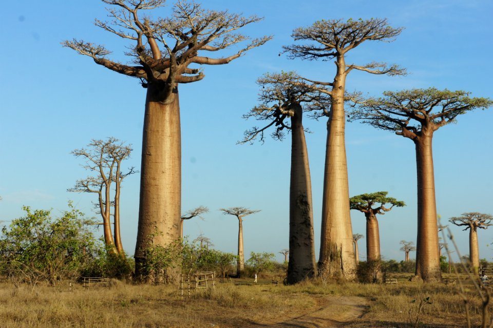 世界上最奇特的植物——猴面包树_360社区
